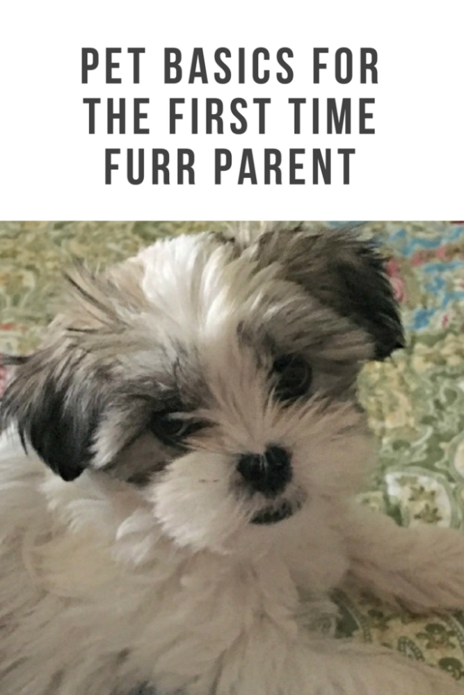 Pet Basics for the First Time Furr Parent