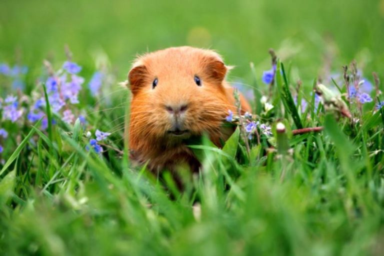 4 Top Reasons Why Guinea Pigs Make Good Pets 4 Top Reasons Why Guinea Pigs Make Good Pets