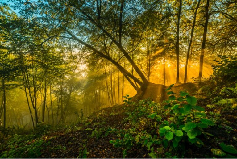 Embrace 7 Magic Outdoor Attractions Of Lithuanian Forests