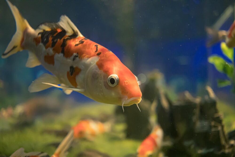 How To Design A Home Aquarium For Koi Fish