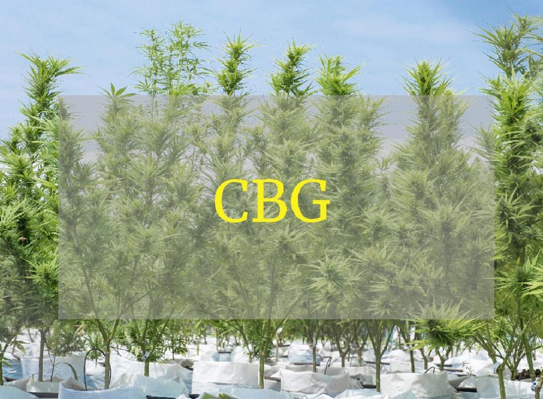 What Is CBG? Everything You Need To Know