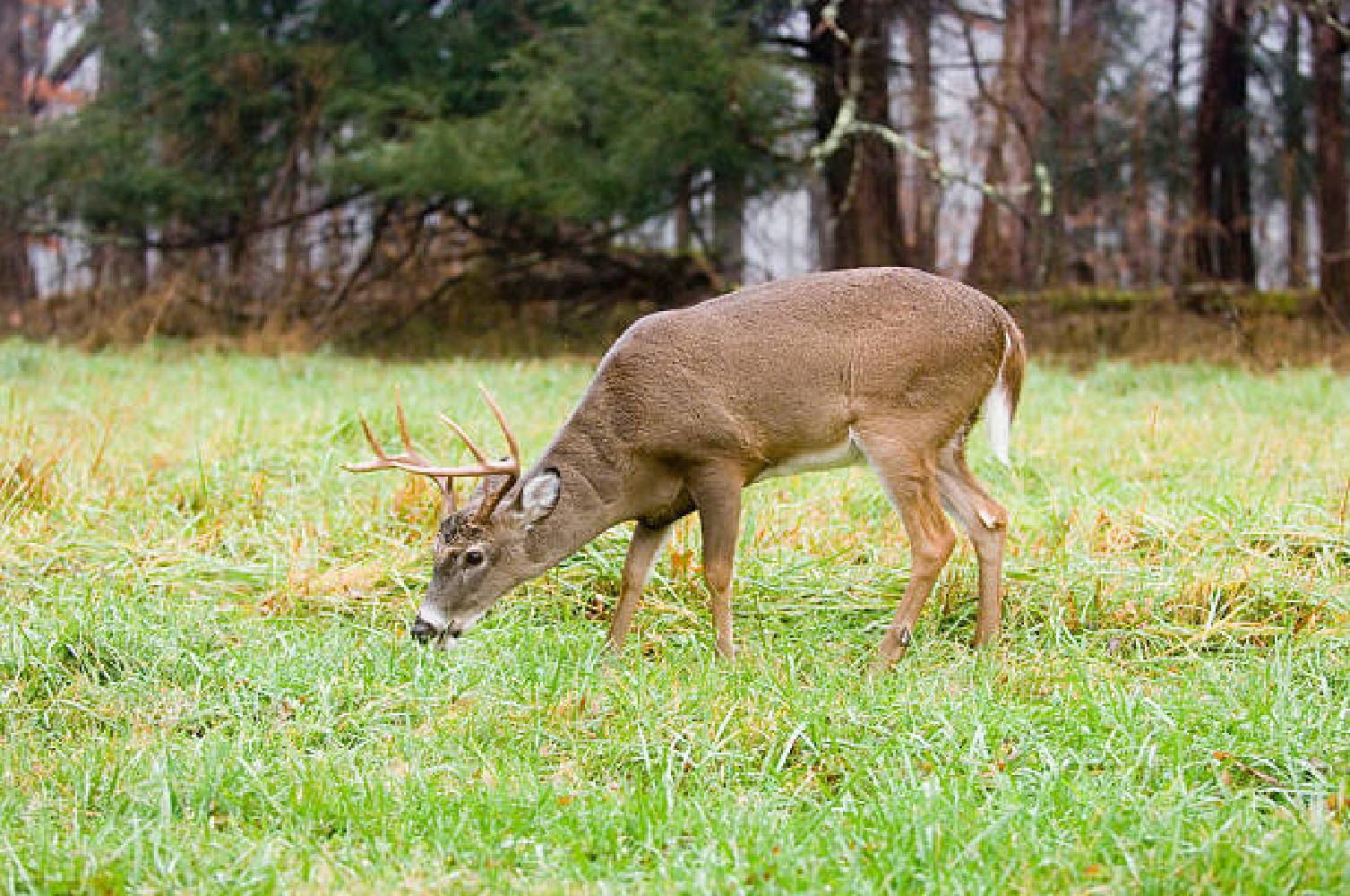 How To Choose The Best Deer Feeder?