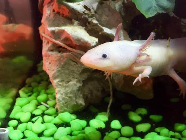 Male Vs Female Axolotl: What Are The Differences?