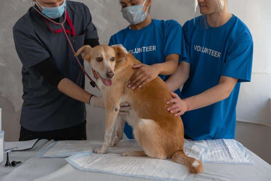 How To Recognize Most Common Dog Illnesses