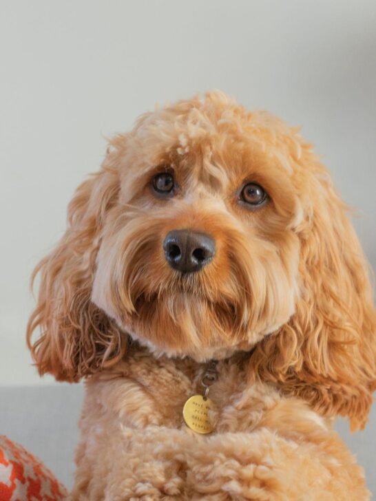 Cavapoo Grooming: Keeping Your Dog's Coats and Skin Healthy - Kellys ...