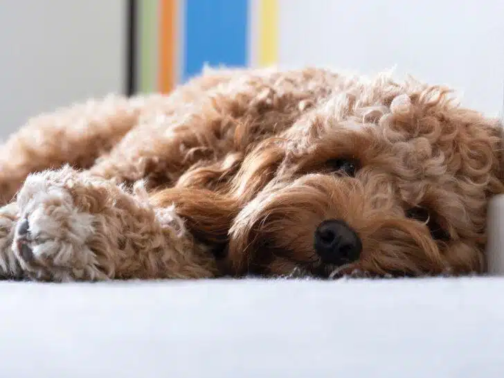 Cavapoo Grooming: Keeping Your Dog's Coats and Skin Healthy - Kellys ...