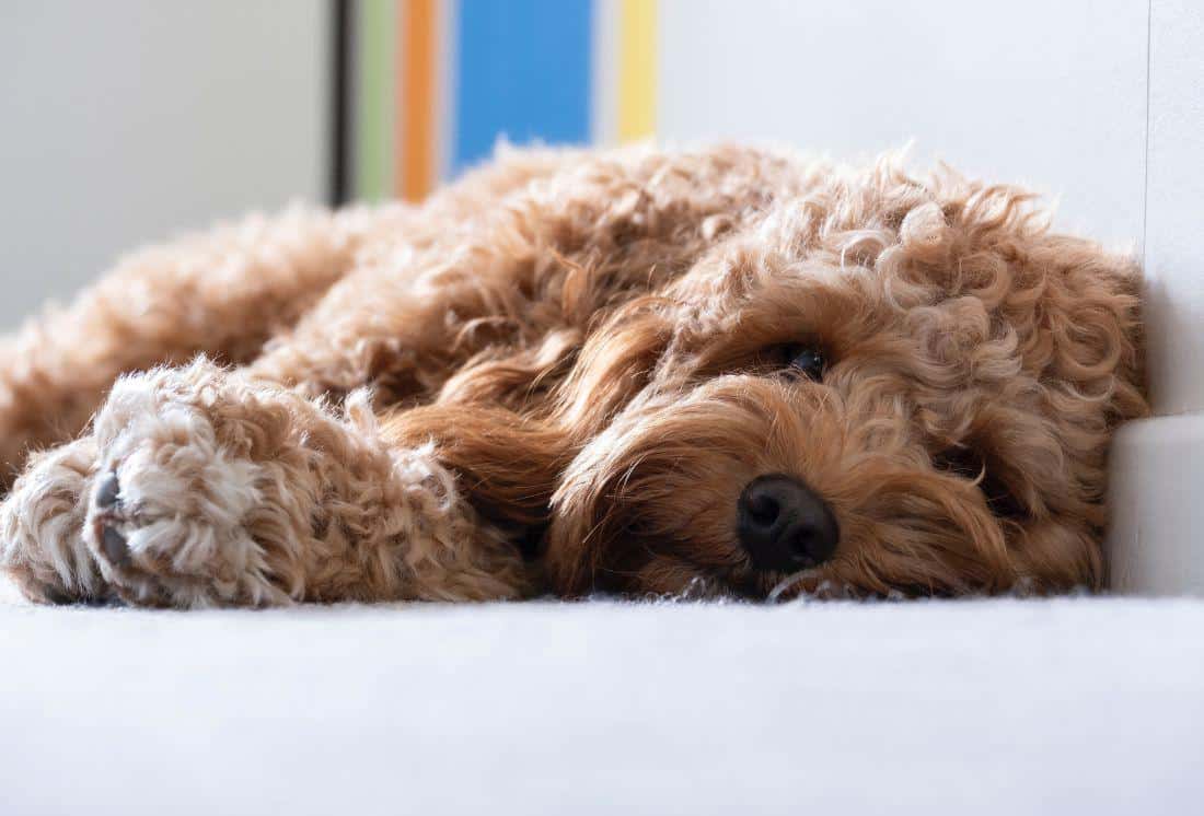 Cavapoo Grooming: Keeping Your Dog's Coats and Skin Healthy - Kellys ...