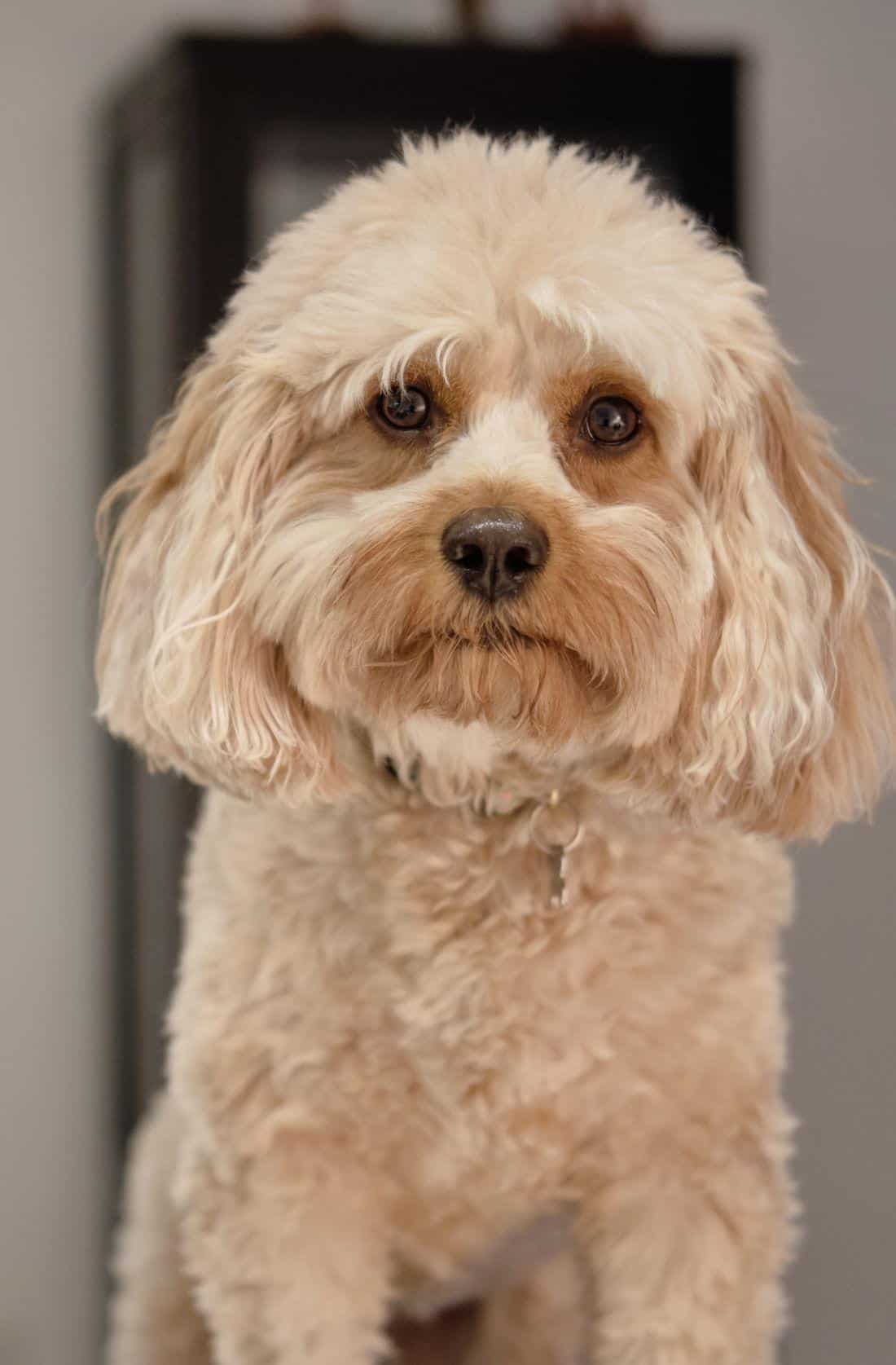 Cavapoo Grooming: Keeping Your Dog's Coats and Skin Healthy - Kellys ...