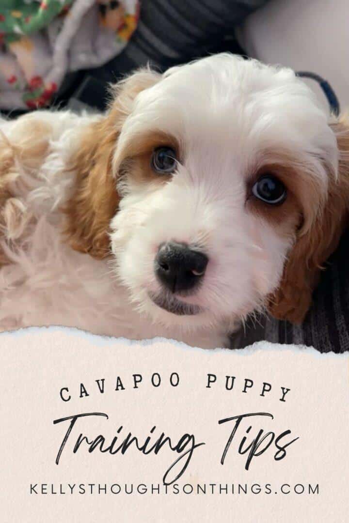 Cavapoo Puppy Training Tips - Ultimate Guide - Kellys Thoughts On Things