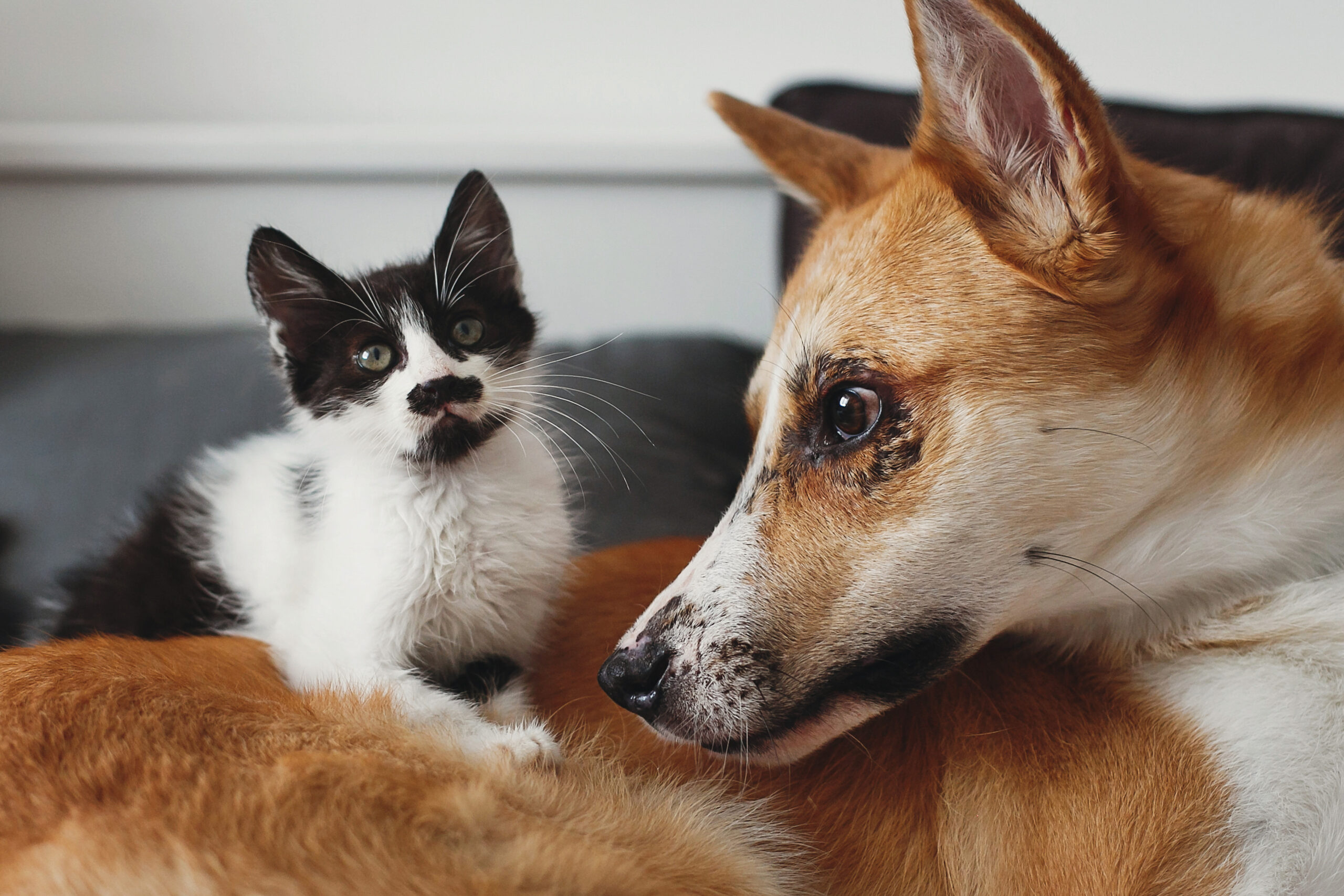 Furry Therapy: 7 Surprising Mental Health Benefits of Owning a Pet