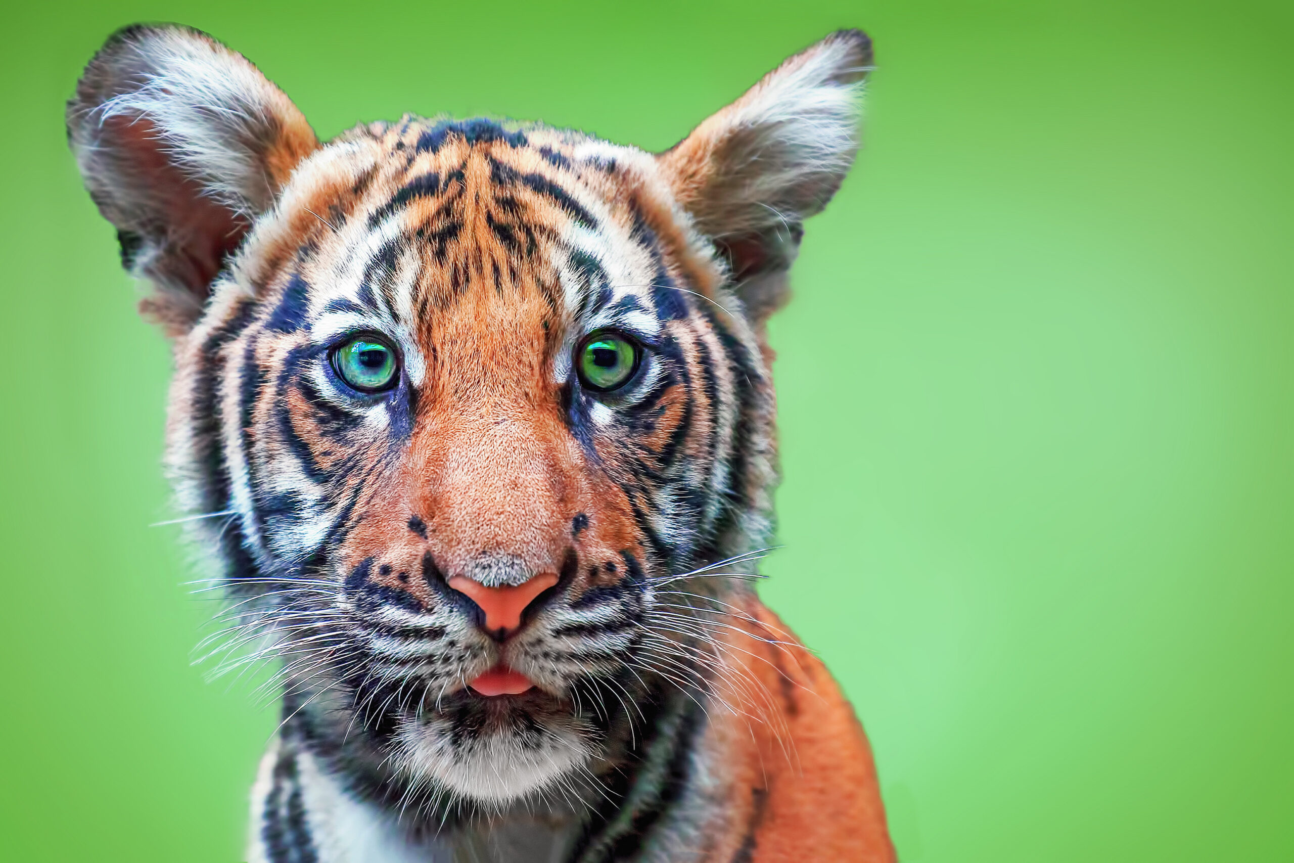 Earth’s Marvels: Discover the 7 Most Breathtaking Animals Alive Today!