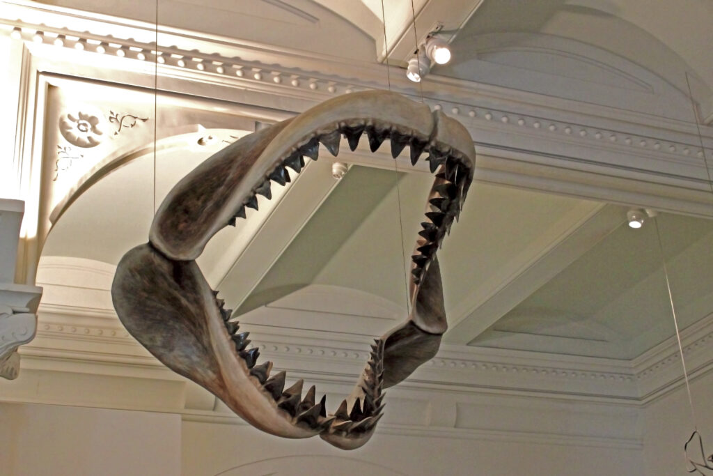 9 Biggest and Strangest Extinct Sea Creatures that Could Haunt Your Dreams
