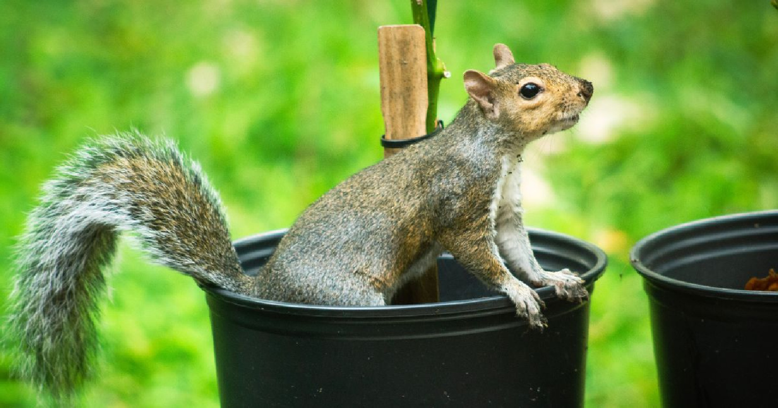Squirrel Invading Home Garden: Effective Strategies To Protect Your Plants