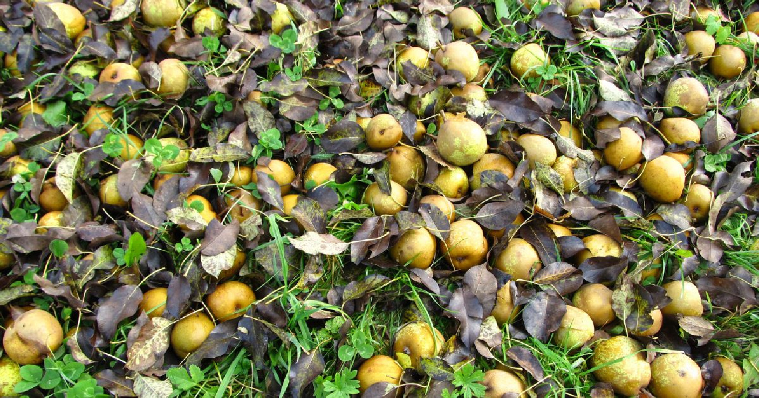 Squirrel Invading Home Garden: Effective Strategies To Protect Your Plants