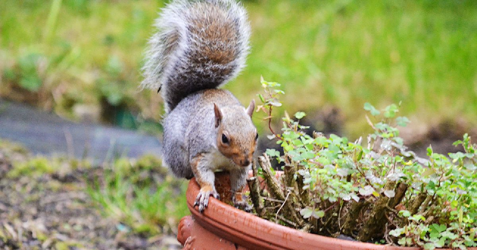 Squirrel Invading Home Garden: Effective Strategies To Protect Your Plants