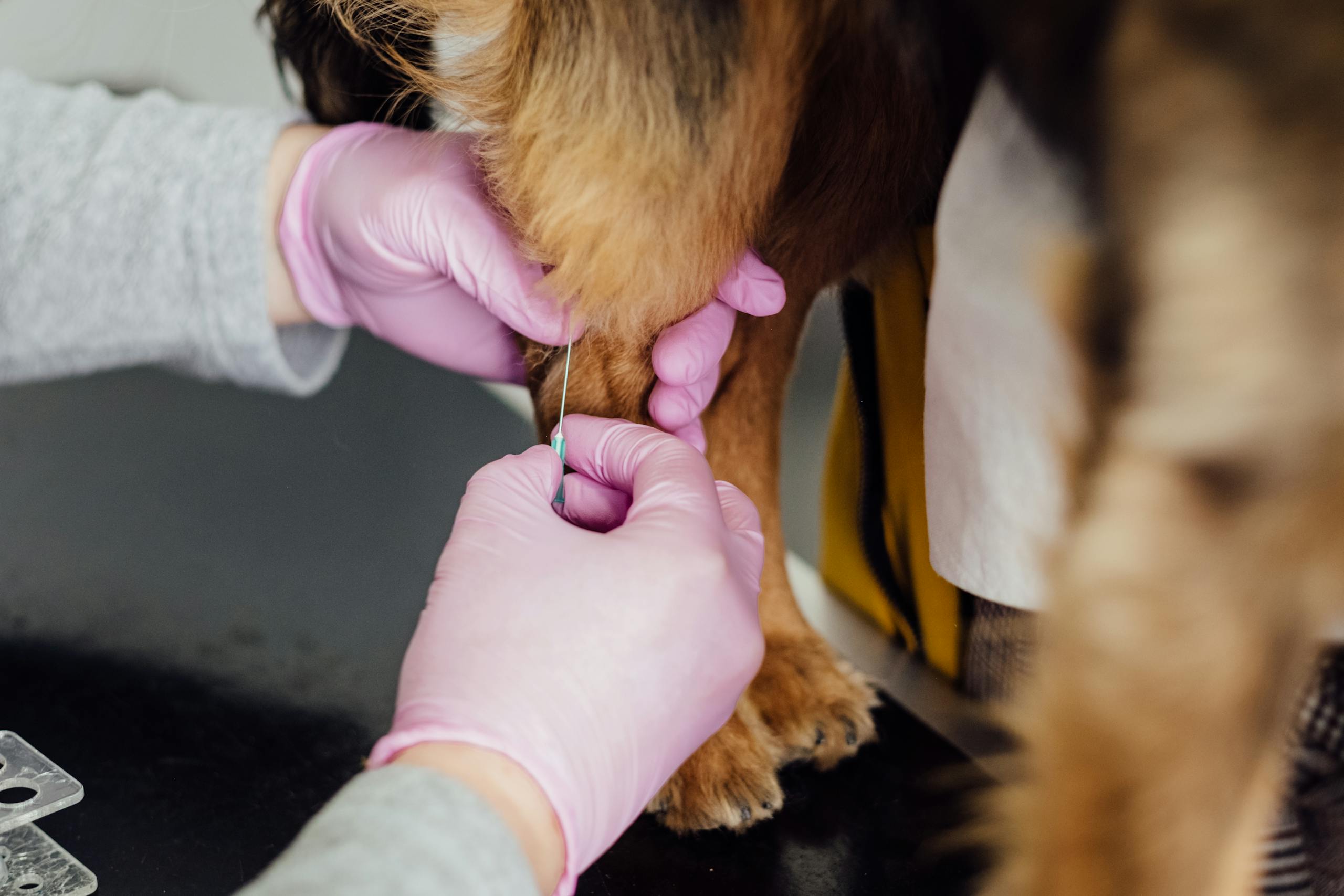 Pet Vaccination Schedule: A Comprehensive Guide for Owners - Kellys ...