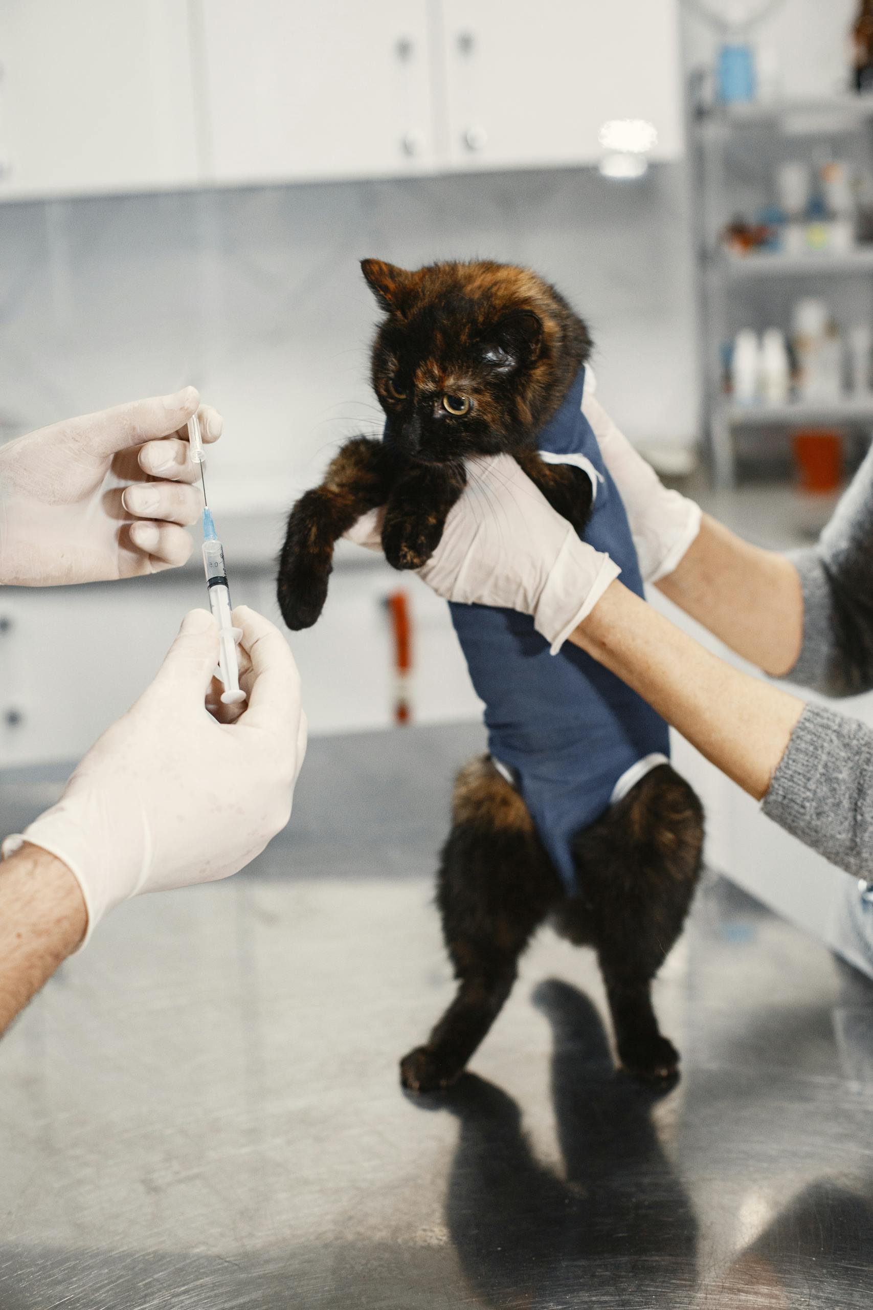 Innovations in Veterinary Surgery: What Every Pet Owner Should Know ...